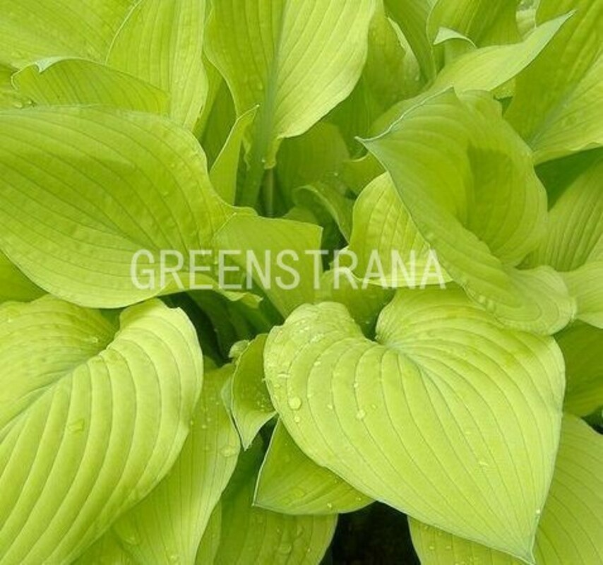 Саженцы Хоста `Aurea` из питомника растений Гринстрана купить по цене ...