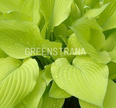 Саженцы Хоста `Aurea` из питомника растений Гринстрана купить по цене ...